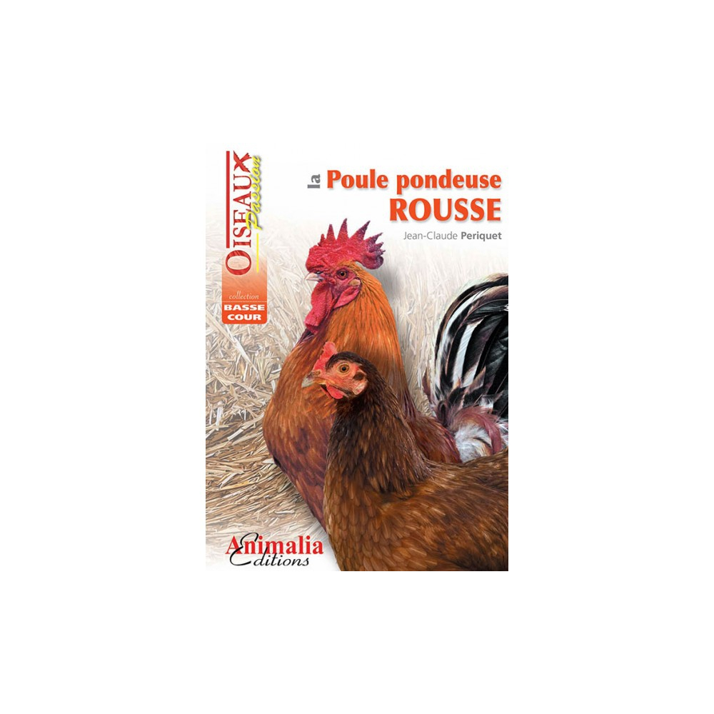 La poule pondeuse rousse